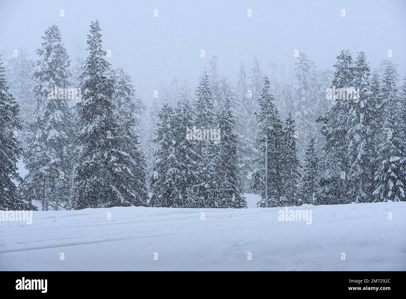Alpine snowy forest in hi-res stock photography and images - Alamy