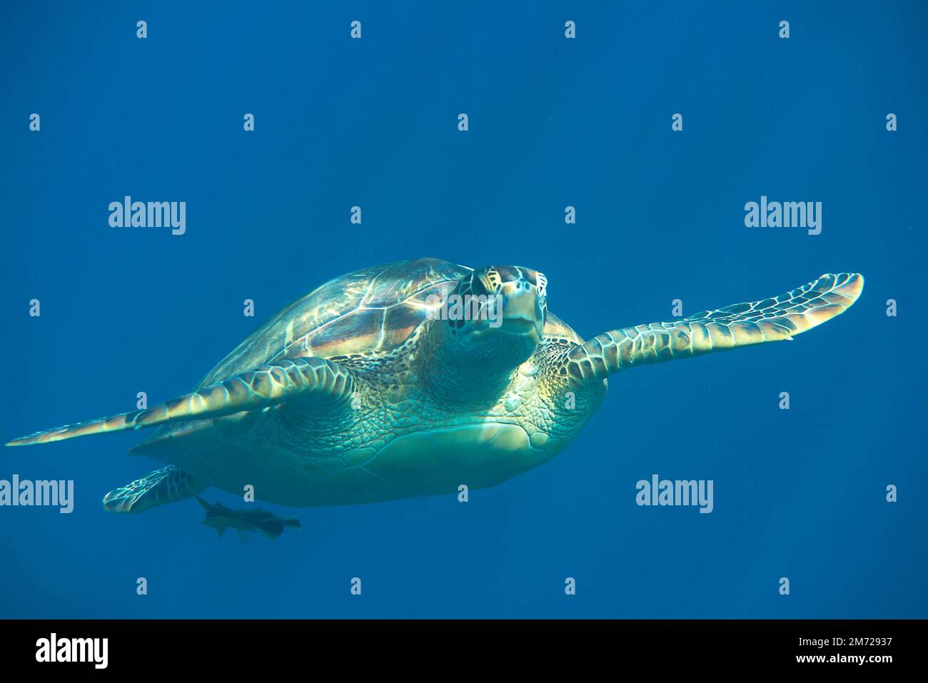 Swimming green sea turtle (Chelonia mydas or Pacific green turtle ...