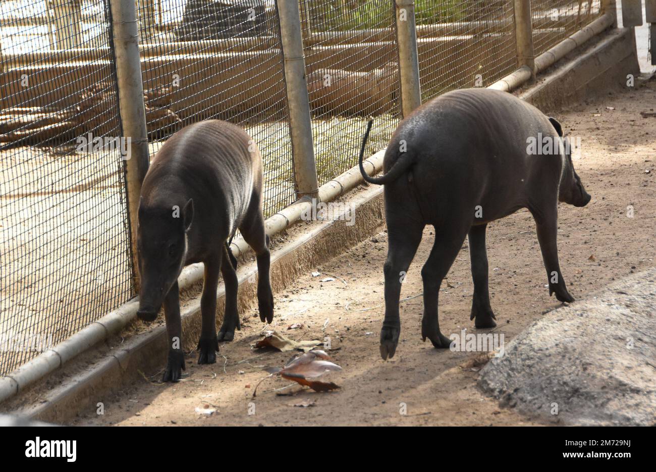 Los Angeles, California, USA 26th December 2022 Babirusas at the LA Zoo ...