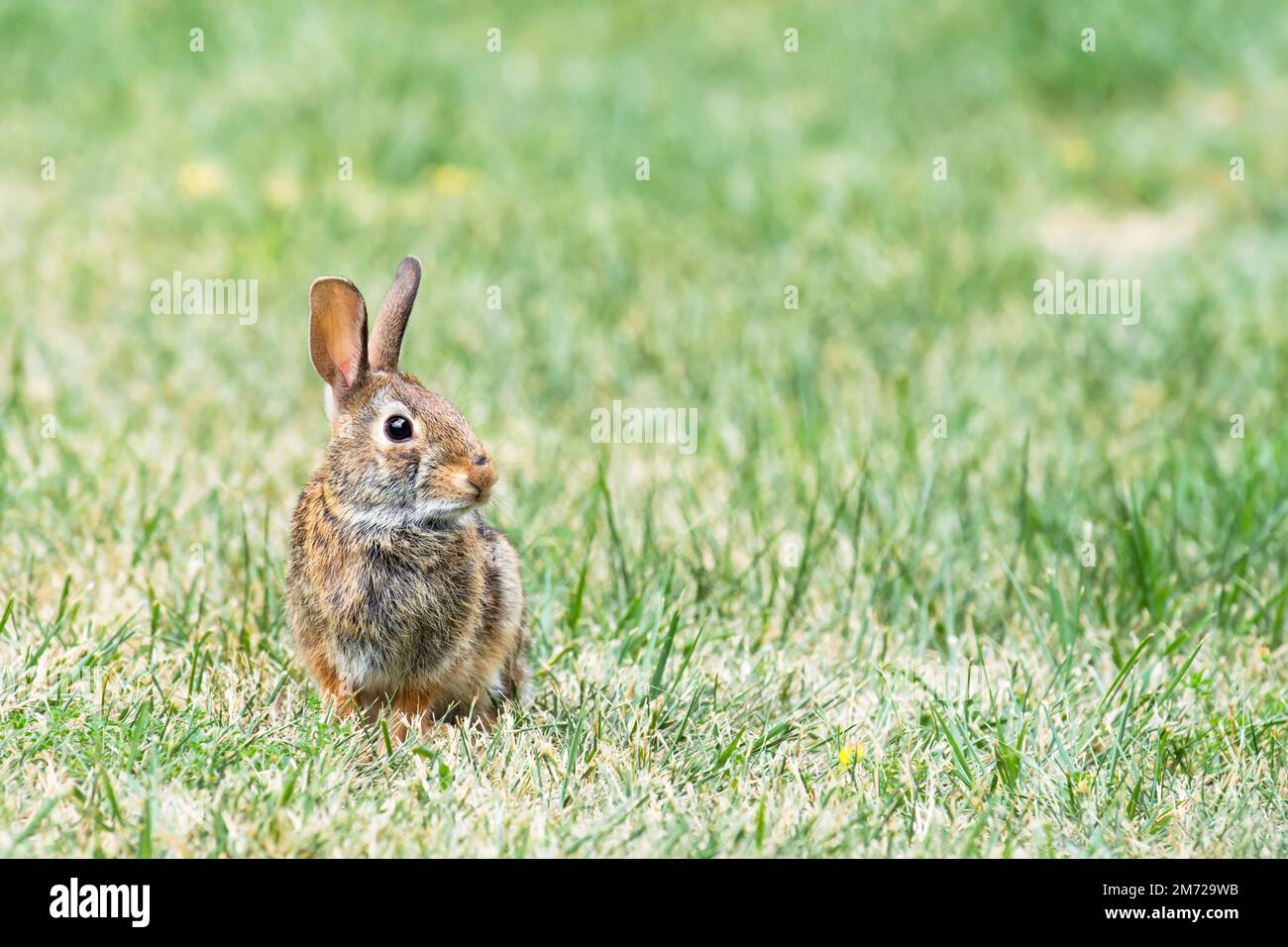 Eastern Cottontail rabbit (Sylvilagus Floridanus) on grass Stock Photo ...