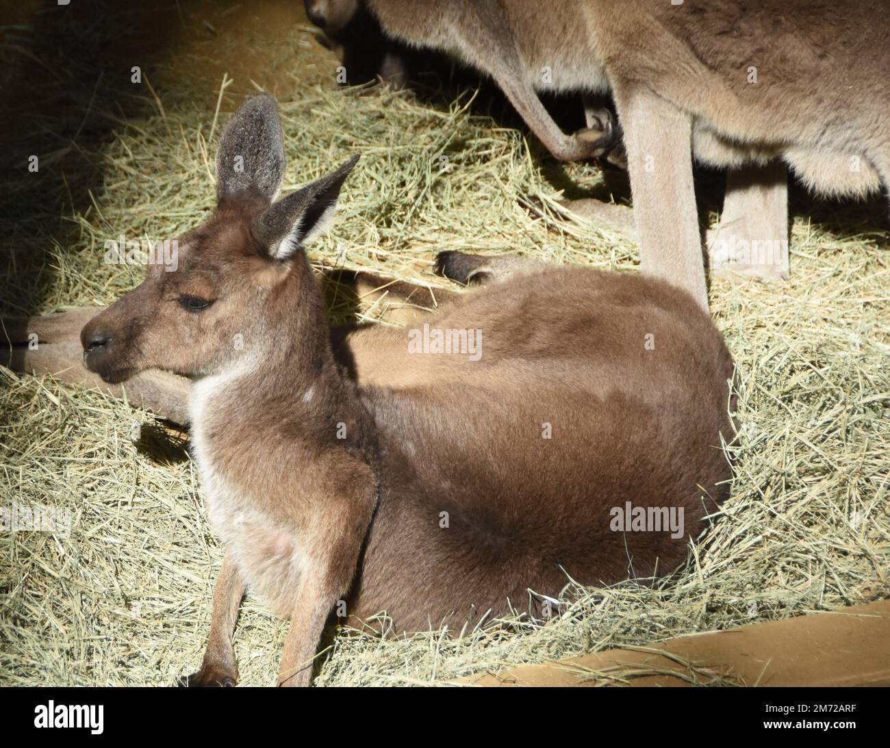 Los Angeles, California, USA 26th December 2022 Kangaroos at the LA Zoo ...