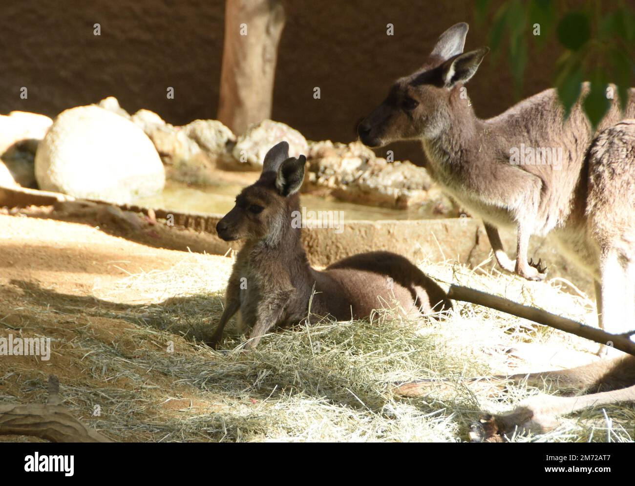 Los Angeles, California, USA 26th December 2022 Kangaroos at the LA Zoo ...