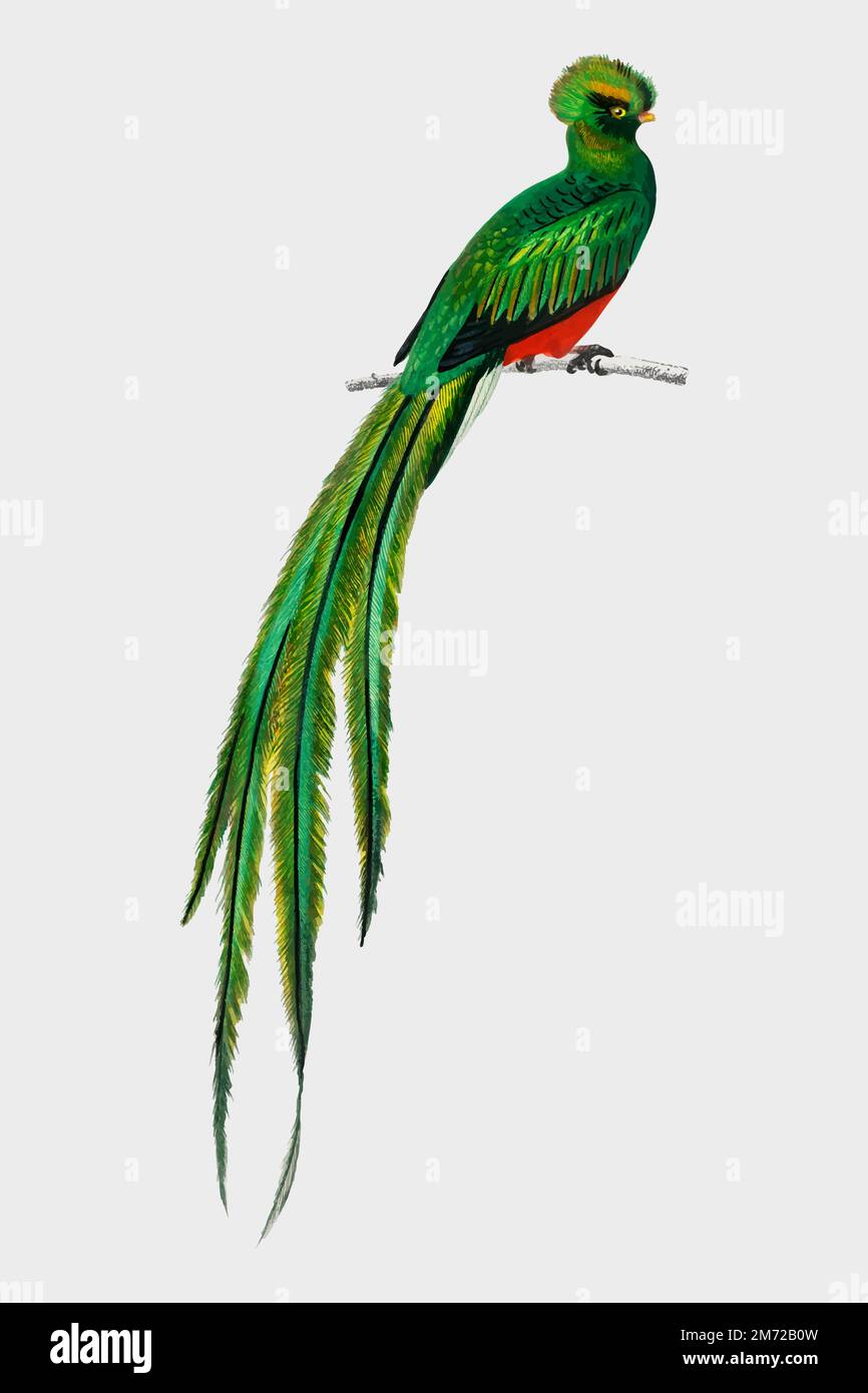 Pavonine quetzal (Pharomachrus pavoninus) illustrated by Charles ...