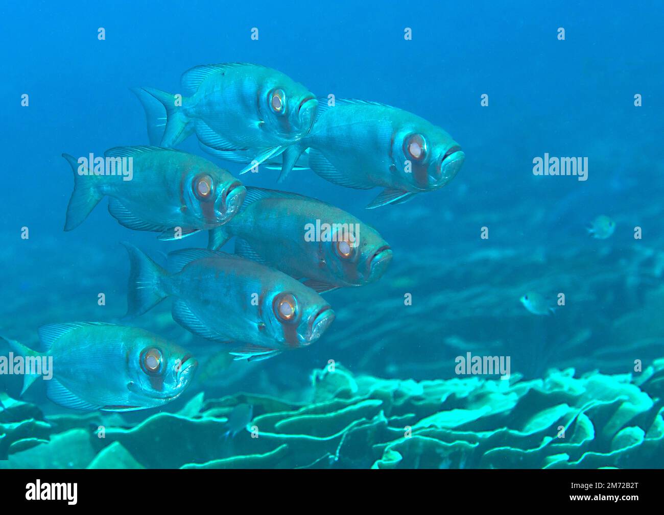 Shoal of Priacanthus hamrur, ( lunar-tailed bigeye, goggle eye ...