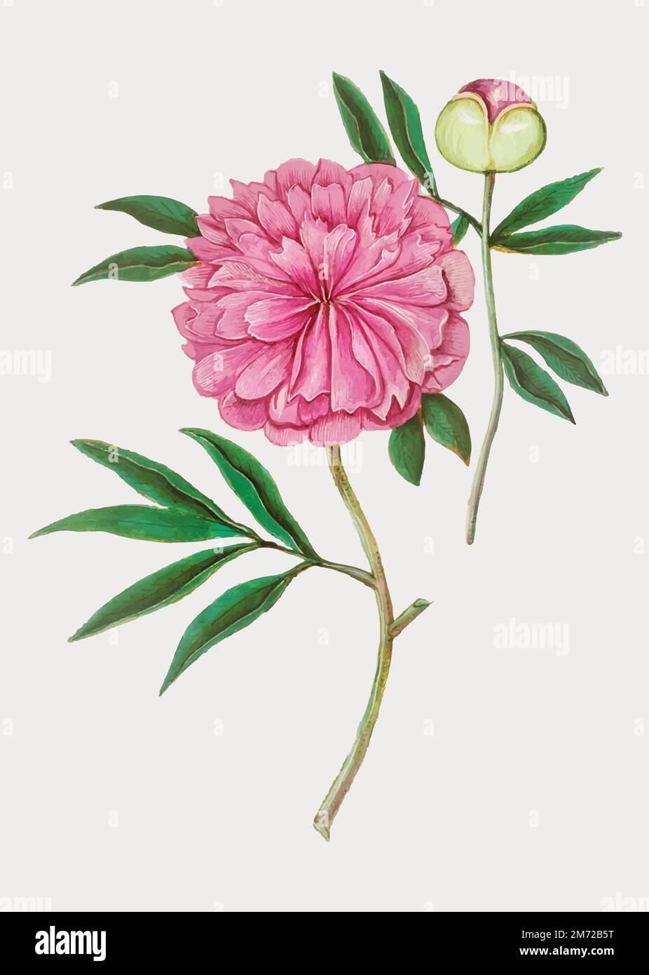 Beautiful blossom peony in Stock Vector Images - Alamy