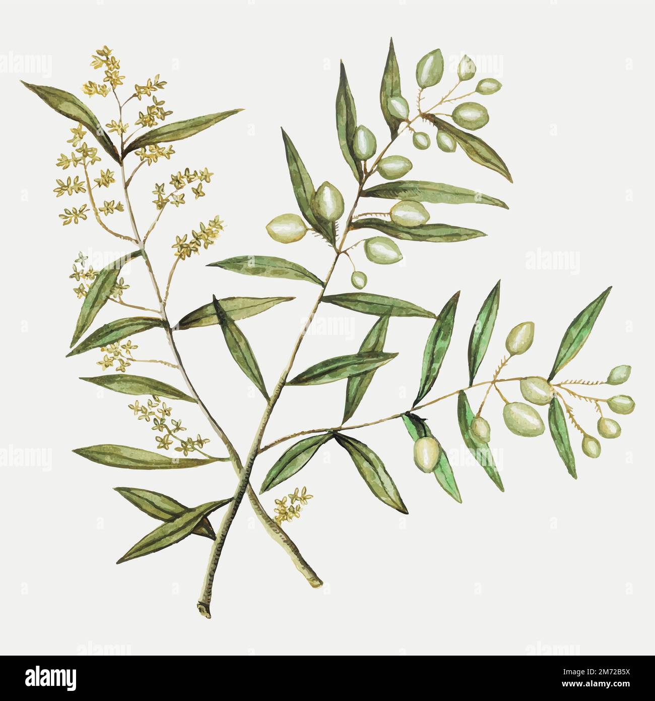 Vintage olive branch illustration in vector Stock Vector Image & Art ...