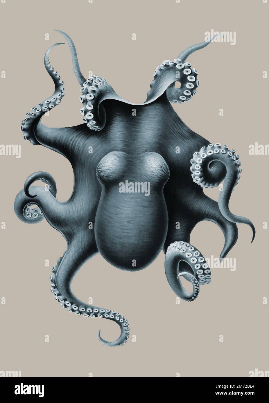 Vintage colored octopus illustration Stock Vector Image & Art - Alamy