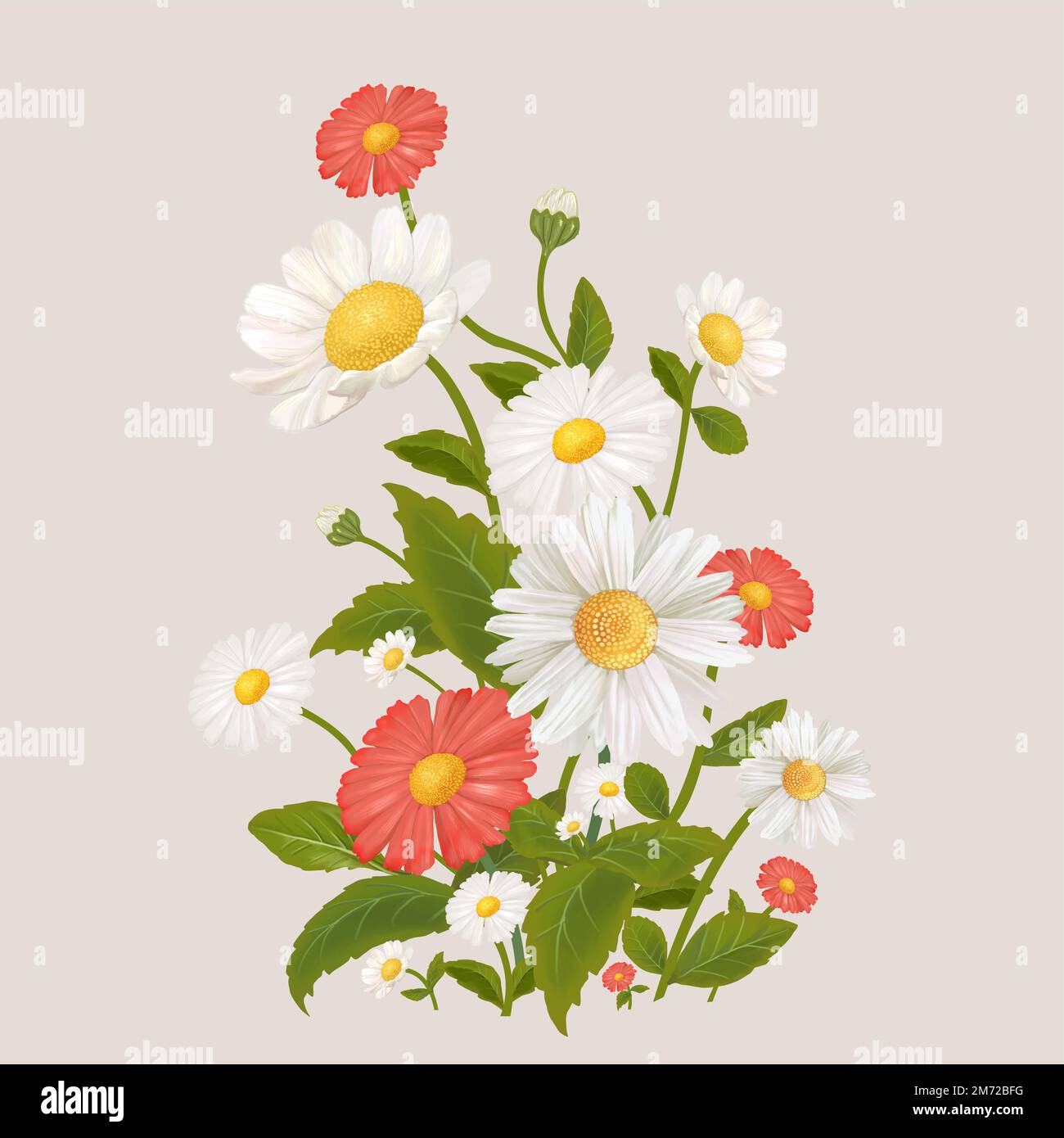 Beautiful daisy flowering plant illustration Stock Vector Image & Art ...