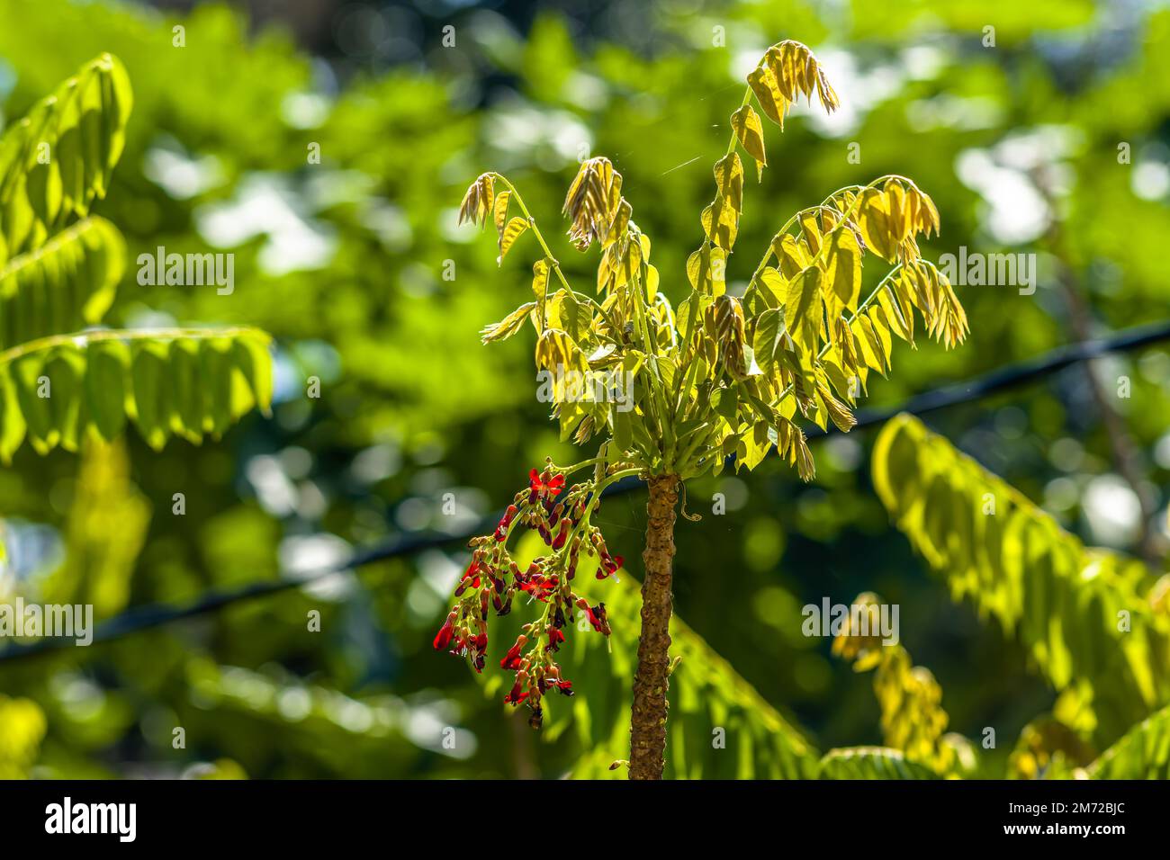 Shoots of the Averrhoa bilimbi plant with small green leaves that are ...