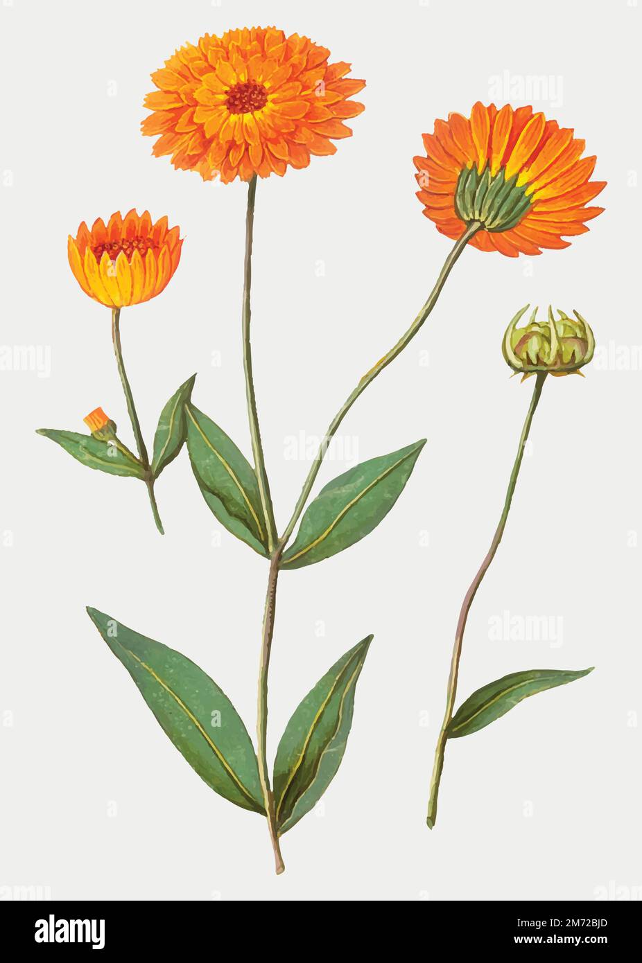 Vintage marigold flower illustration in vector Stock Vector Image & Art ...