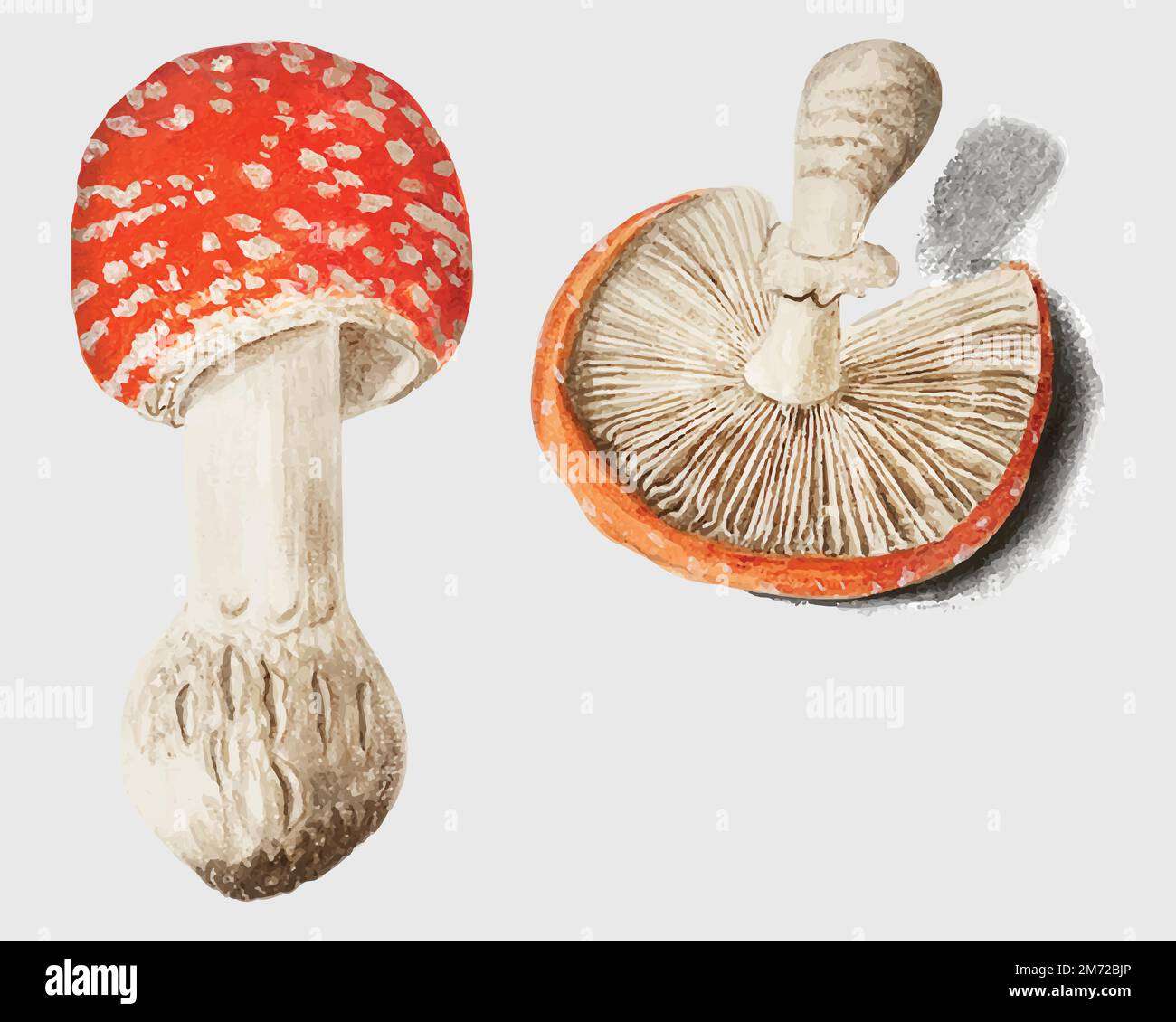 Vintage fly agaric mushroom illustration vector Stock Vector Image ...