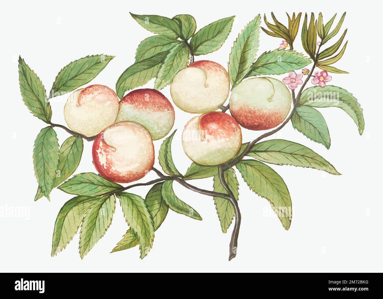 Vintage peach branch illustration in vector Stock Vector Image & Art ...