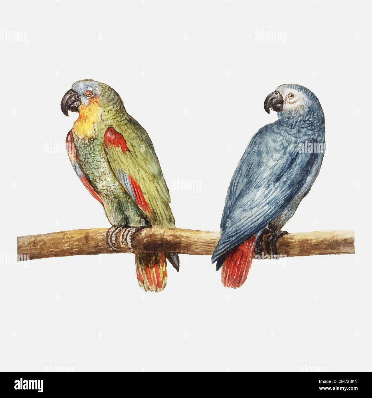 Vintage parrot and gray red tailed parrot illustration vector Stock ...