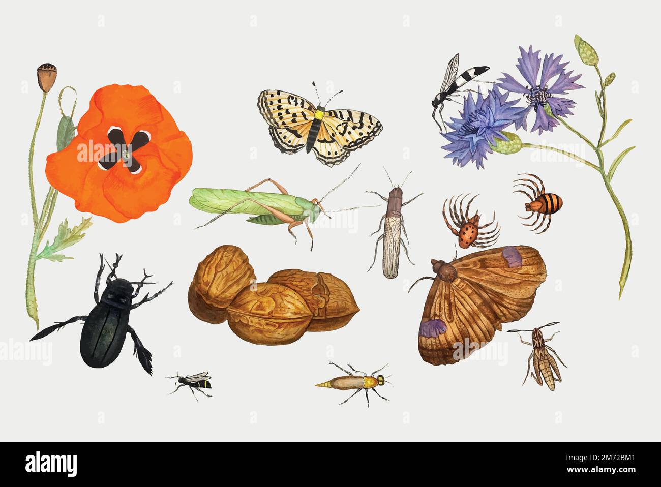 Vintage natural history ensemble illustration vector Stock Vector Image ... Vintage natural history ensemble illustration vector Stock Vector Image ...