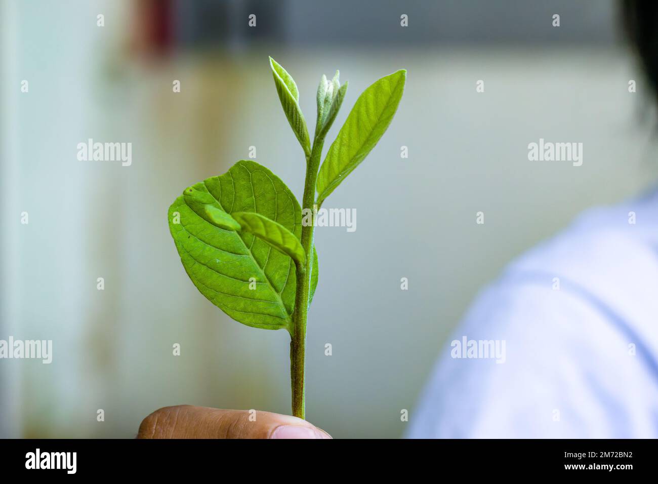 Guava plant shoots are fresh green leaves with whitish young shoots ...
