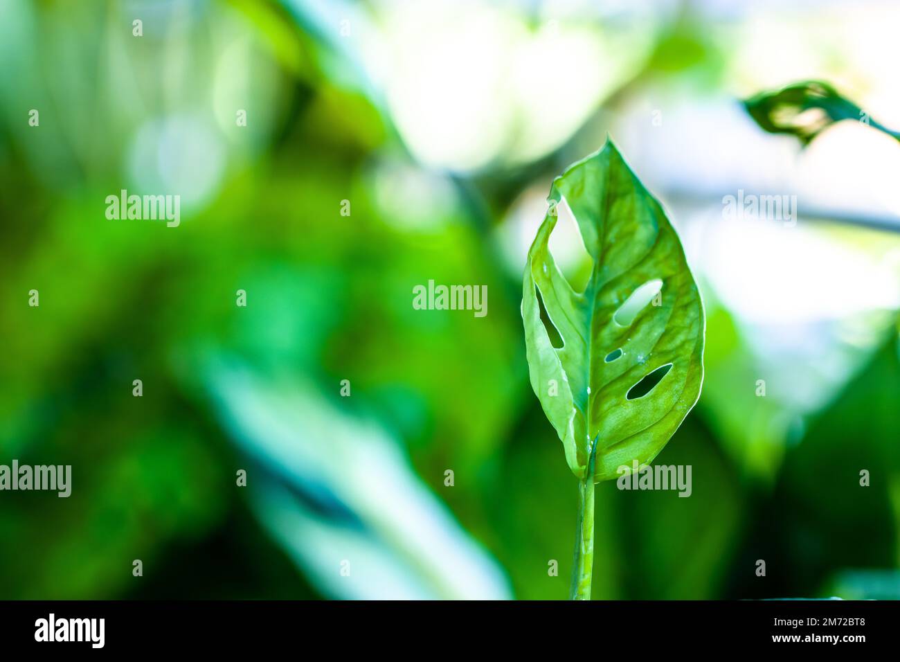 The top of the monstera monkey mask plant (Monstera obliqua or Monstera ...