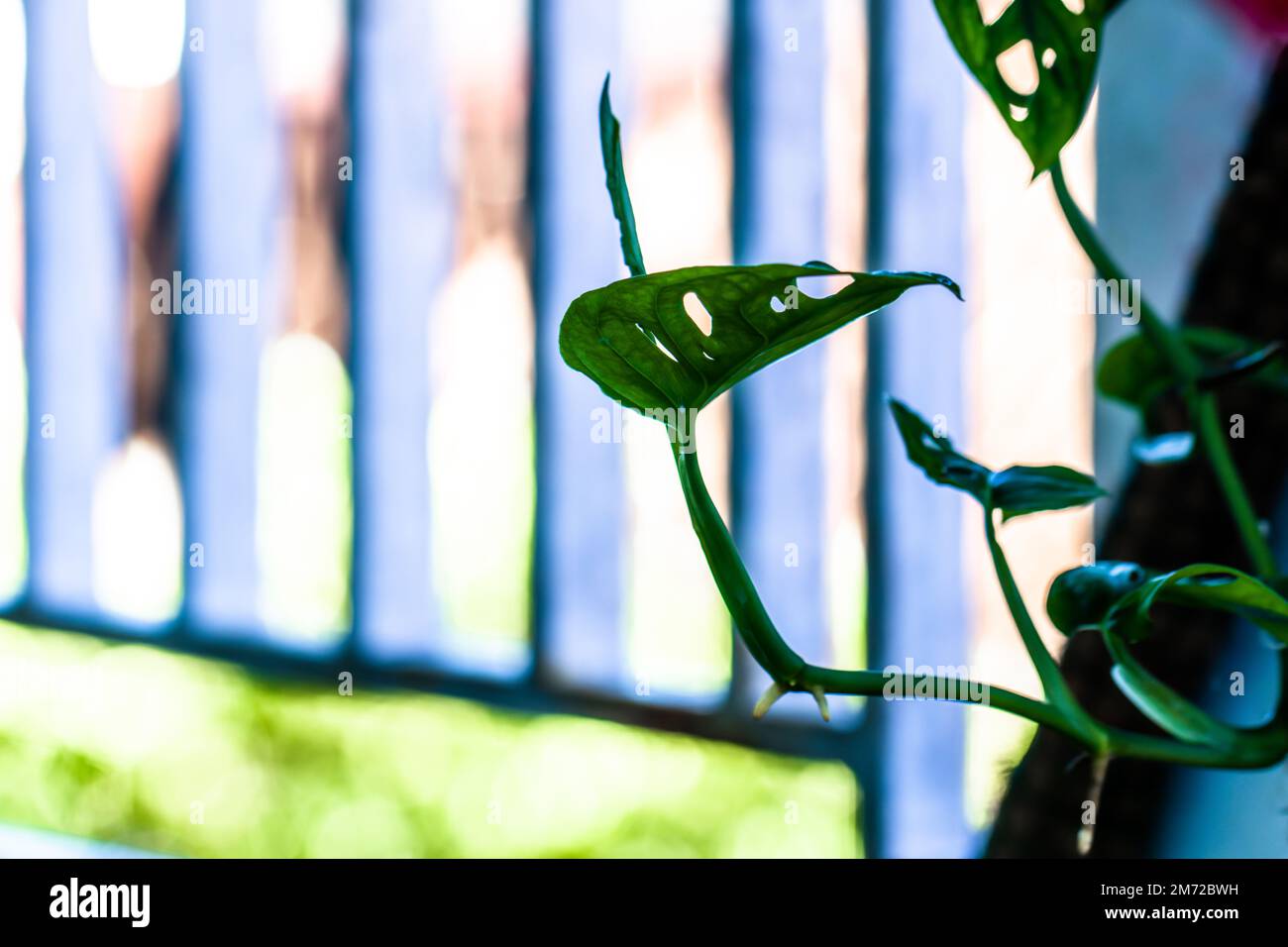 The top of the monstera monkey mask plant (Monstera obliqua or Monstera ...
