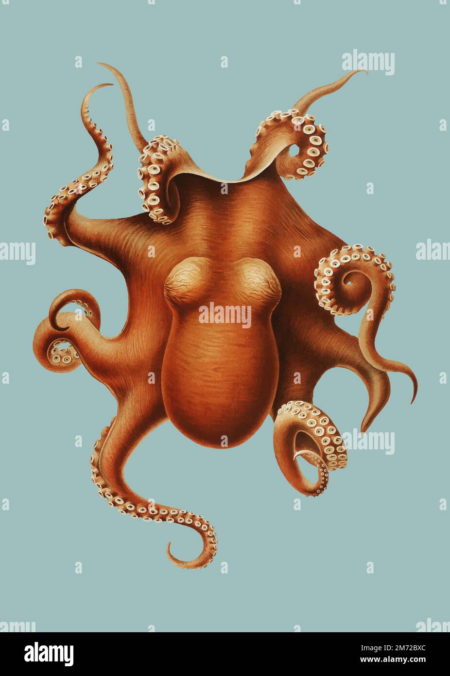 Vintage colored octopus illustration Stock Vector Image & Art - Alamy