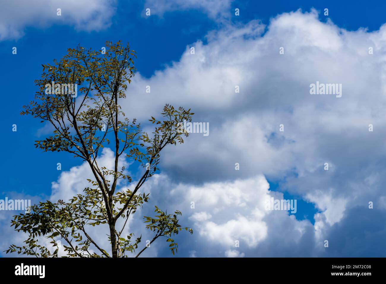 A small leafy wooden tree that is green during the day, the background ...