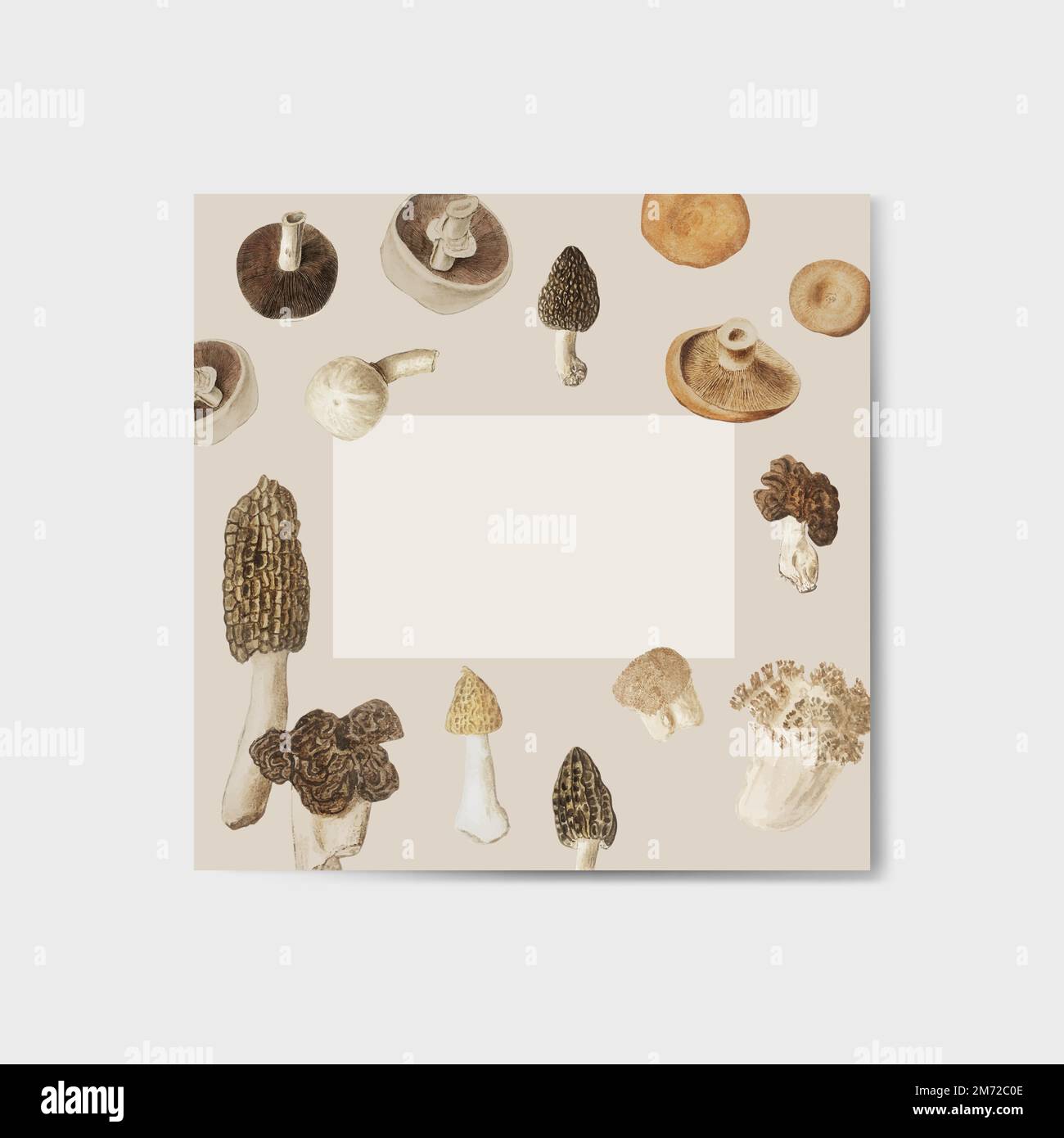 Vintage mushroom variety illustration for frame Stock Vector Image ...