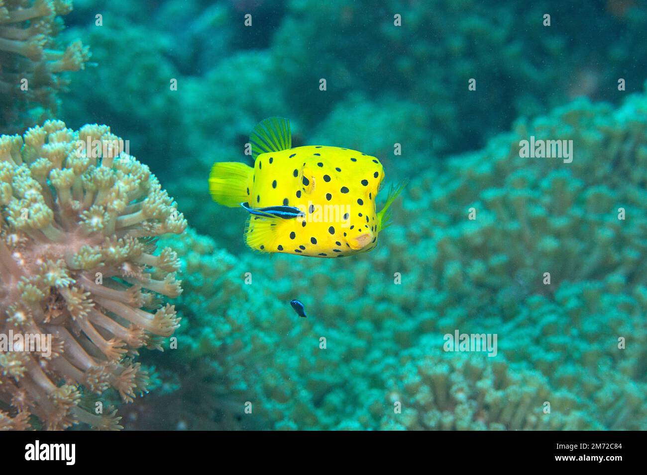 Yellow boxfish ( Ostracion cubicum ) being cleaned by bluestreak ...