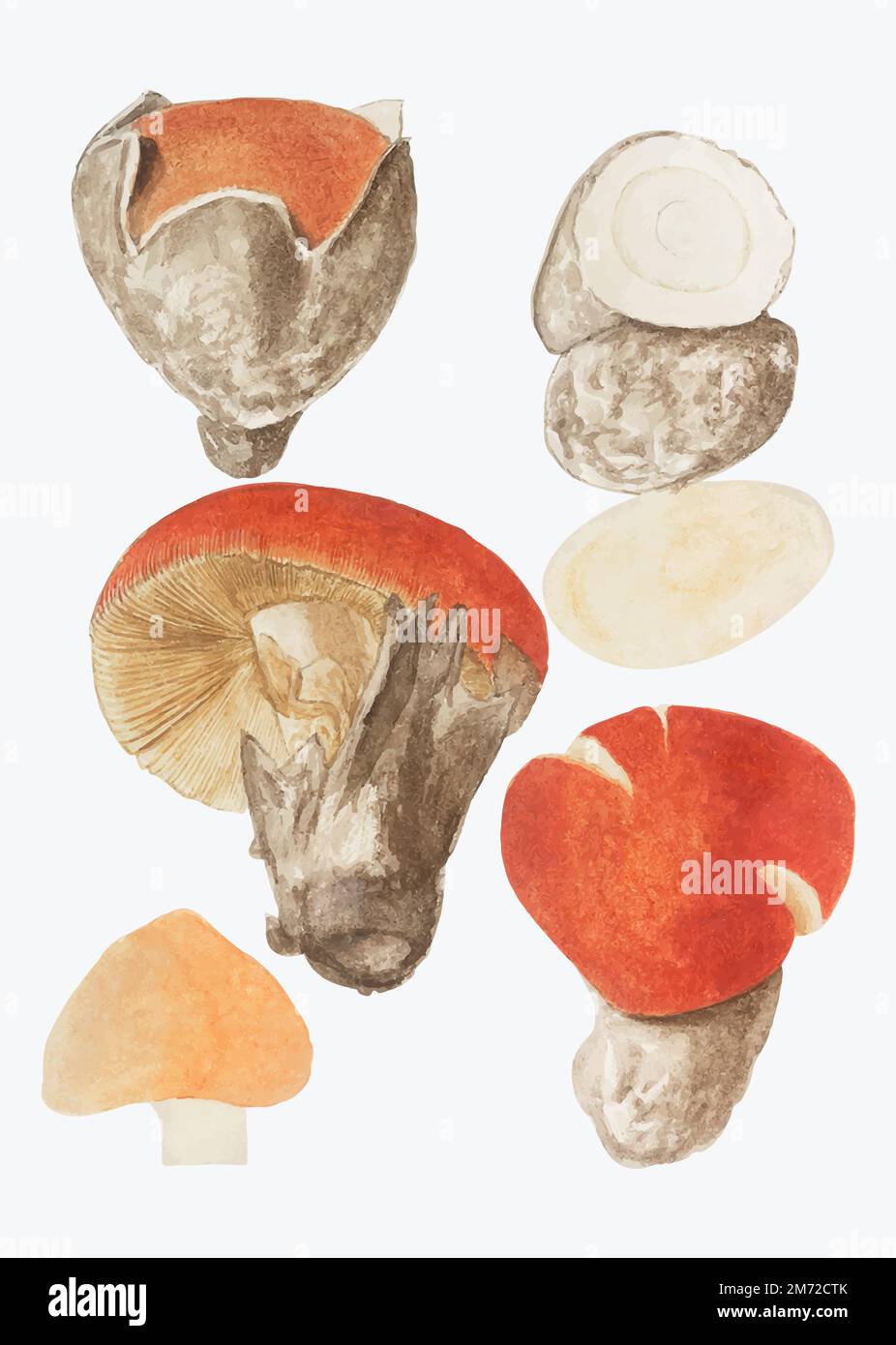 Vintage mushroom variety illustration vector Stock Vector Image & Art ...