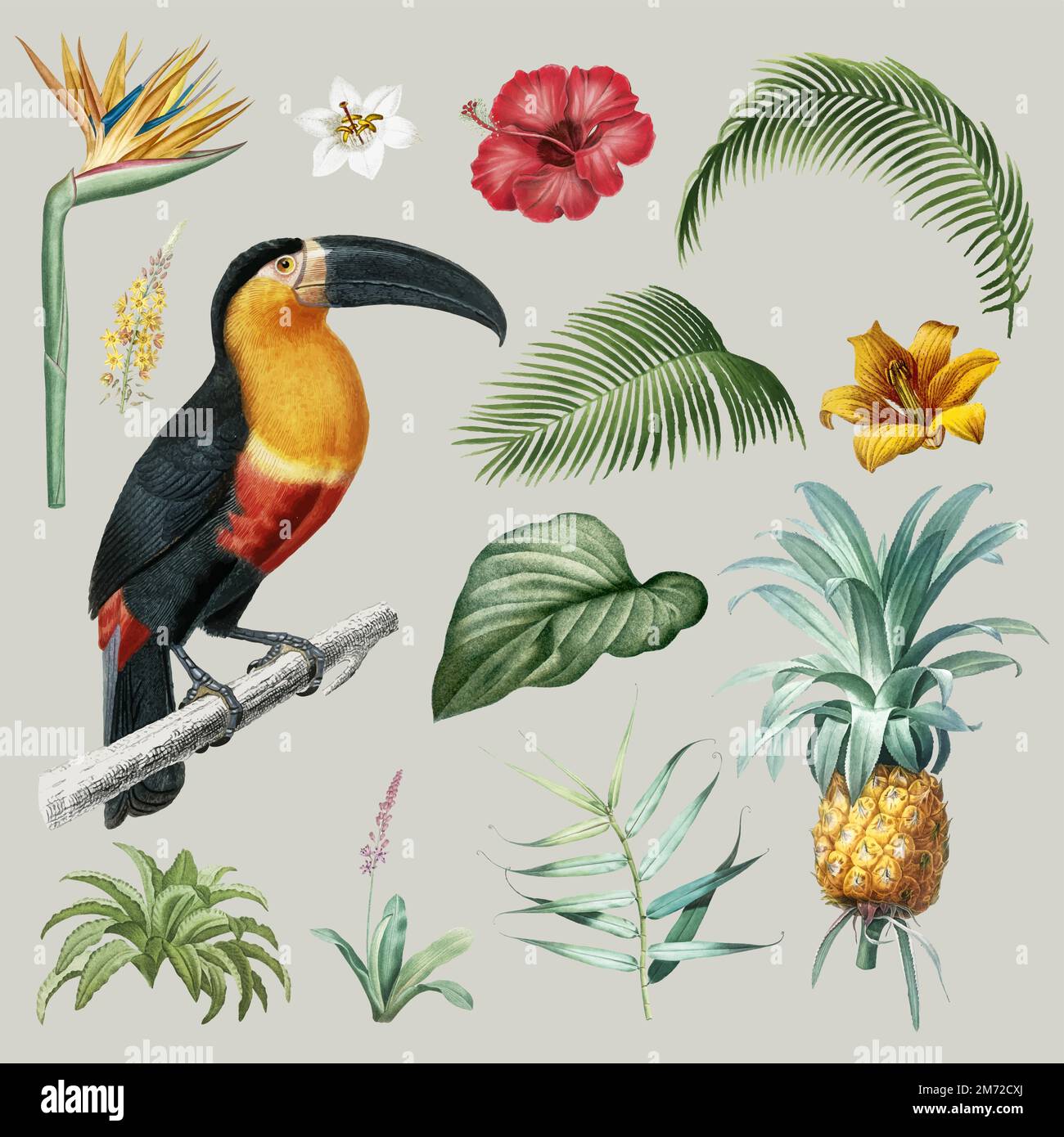 Colorful tropical collection with vintage illustration Stock Vector ...