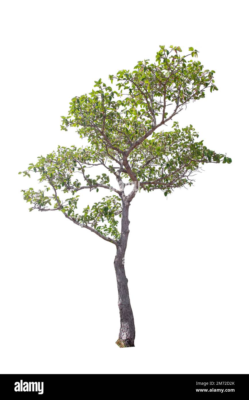 Tree isolated on white background Stock Photo - Alamy