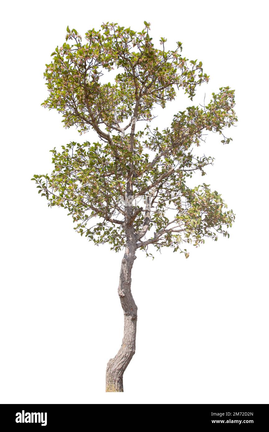 Tree isolated on white background Stock Photo - Alamy