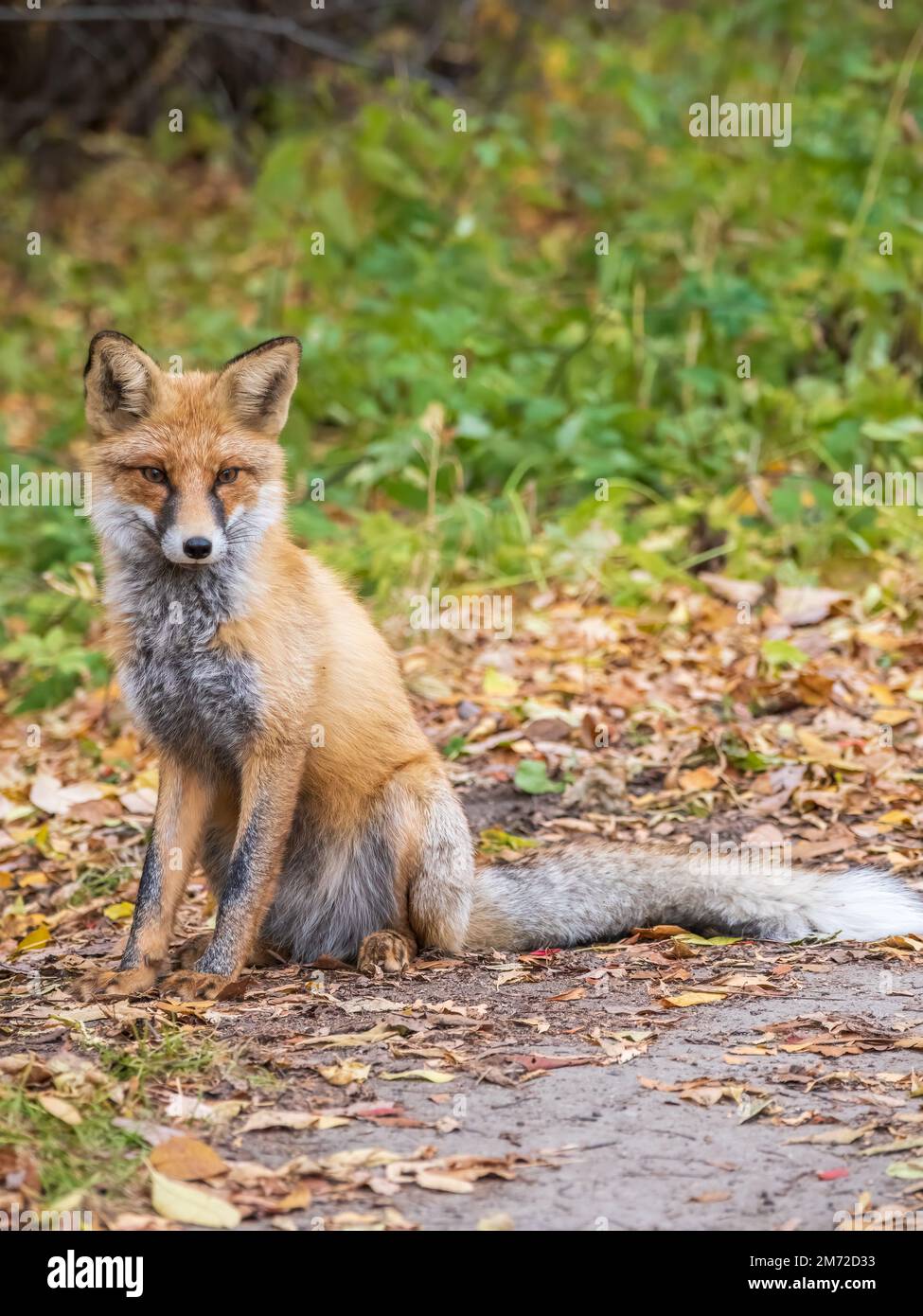 Red fox, Vulpes vulpes, sits on autumn forest path. Close up of a red fox Vulpes vulpes, sitting ...