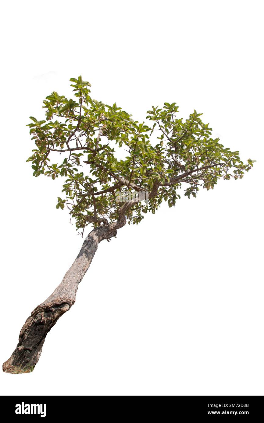 Tree isolated on white background Stock Photo - Alamy