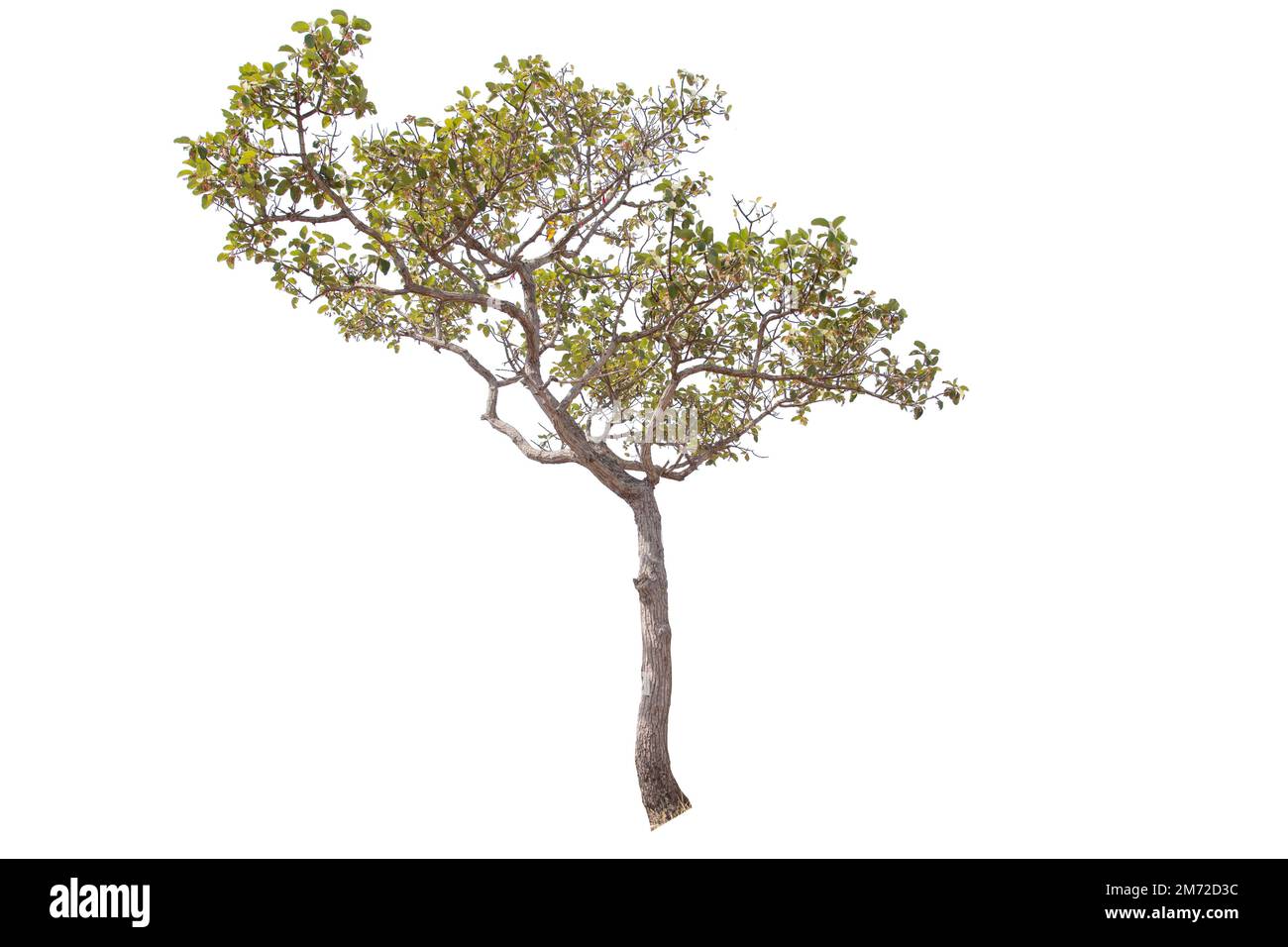 Tree isolated on white background Stock Photo - Alamy