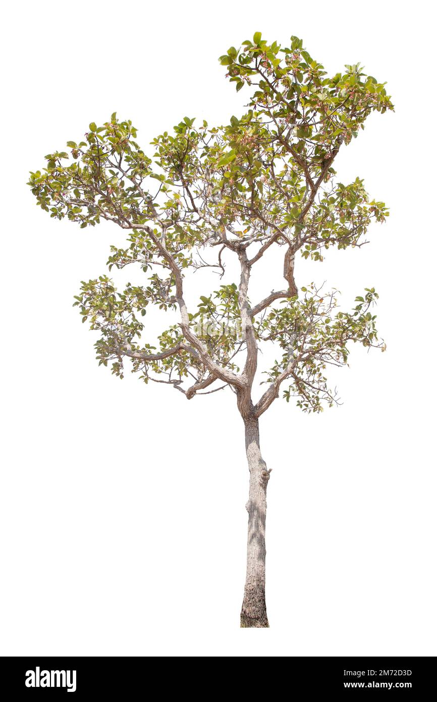 Tree isolated on white background Stock Photo - Alamy