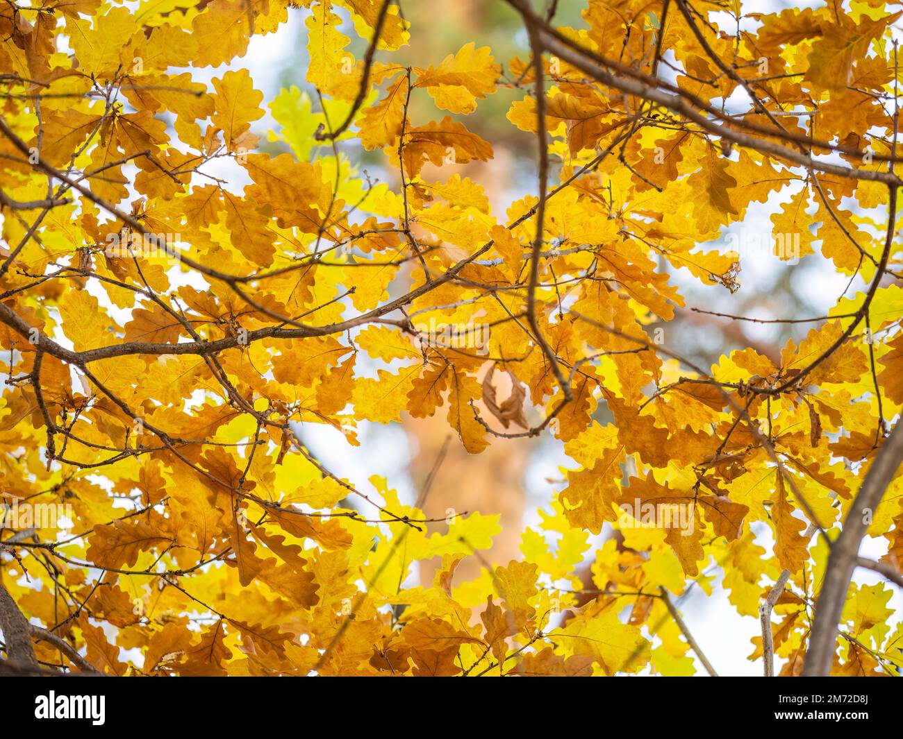 Oak branches with yellow leaves in autumn park. Bright yellow and ...