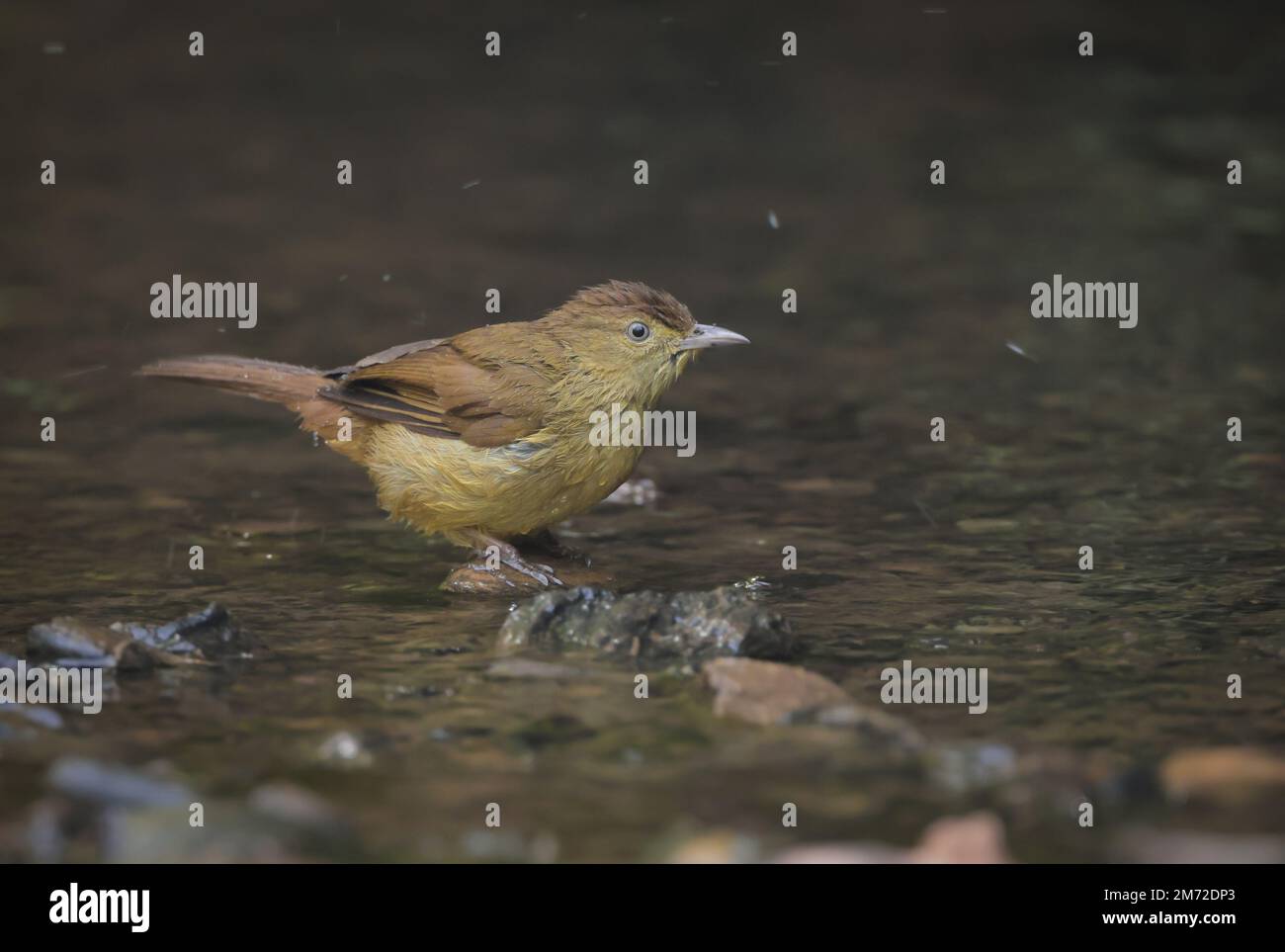 olive bulbul is a species of songbird in the bulbul family ...