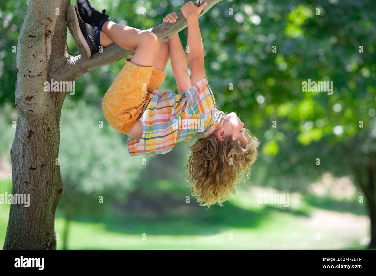 Kid boy playing and climbing a tree and hanging branch Stock Photo - Alamy