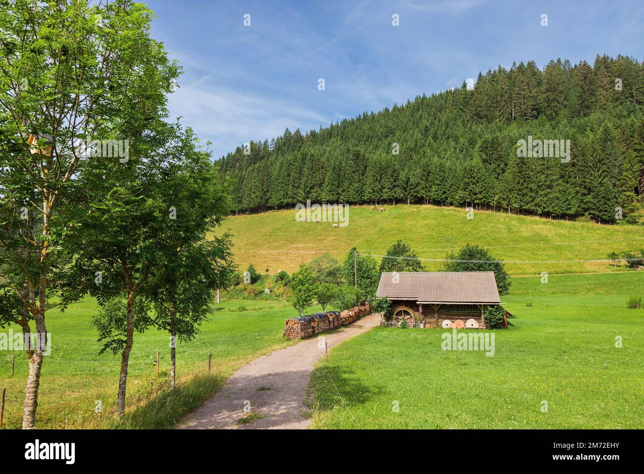 German landscape with tree hi-res stock photography and images - Alamy