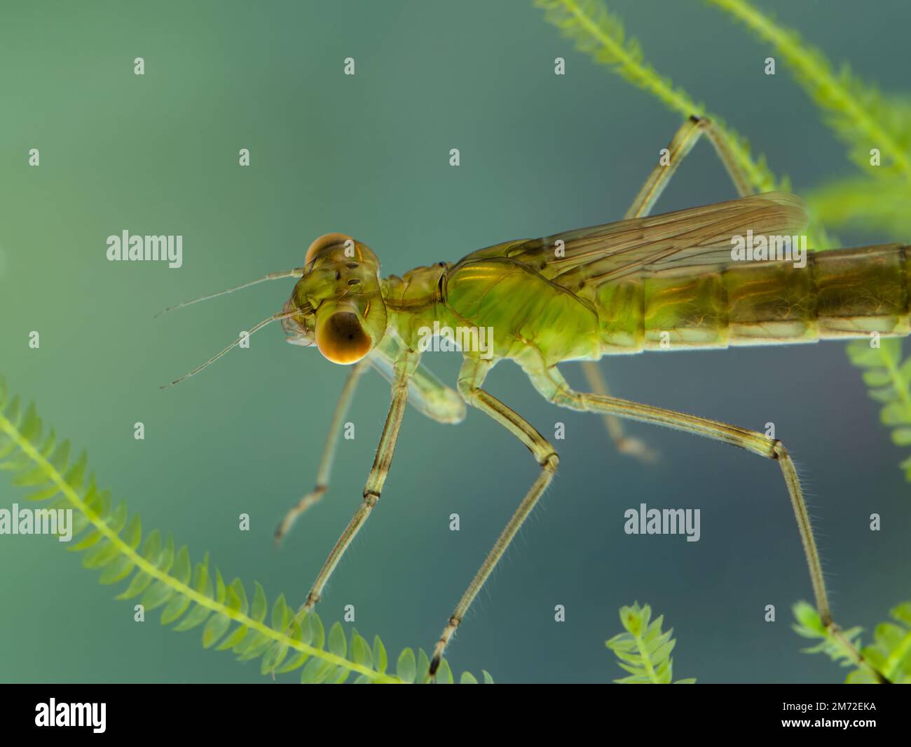 Close-up of the head and thorax of an aquatic damselfly nymph (or naiad ...