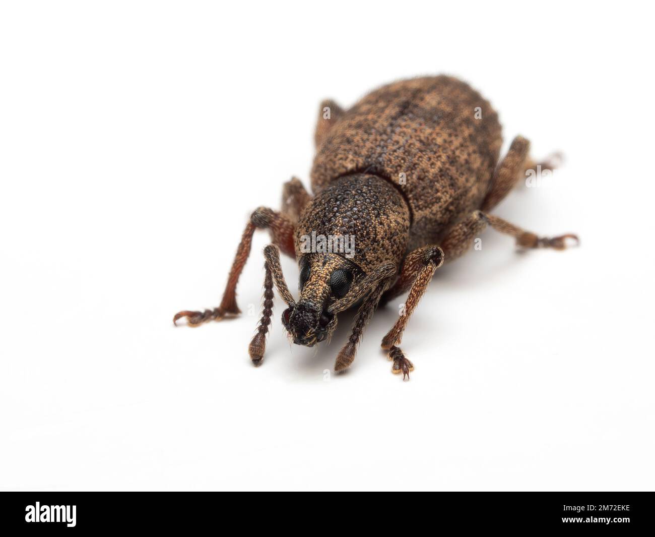 Portrait of an European raspberry weevil (Otiorhynchus singularis ...