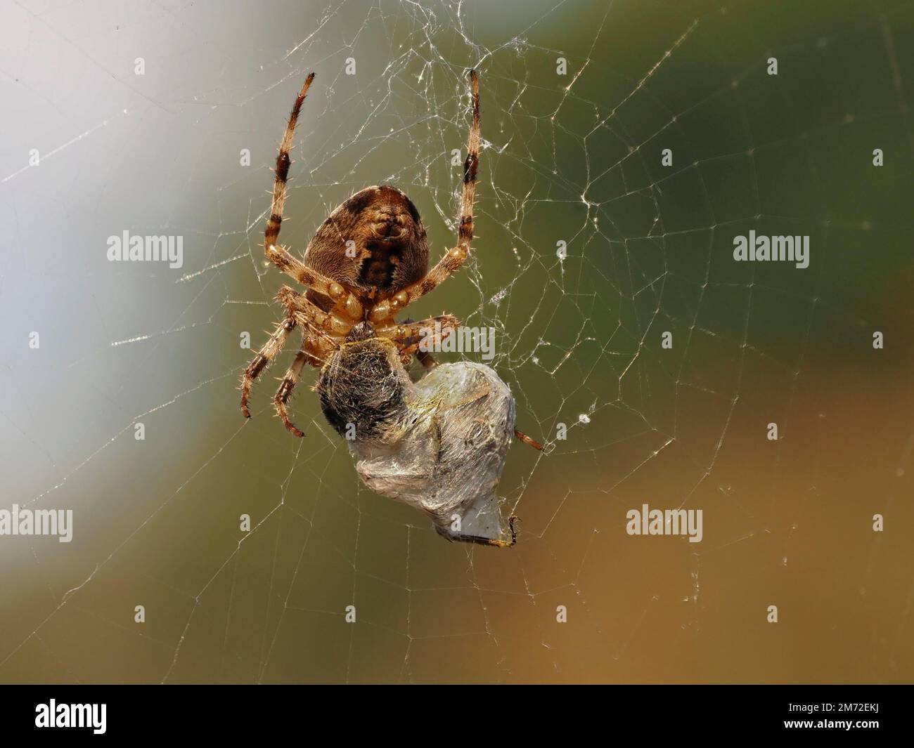 Female European garden spider or cross orb weaver spider, Araneus ...