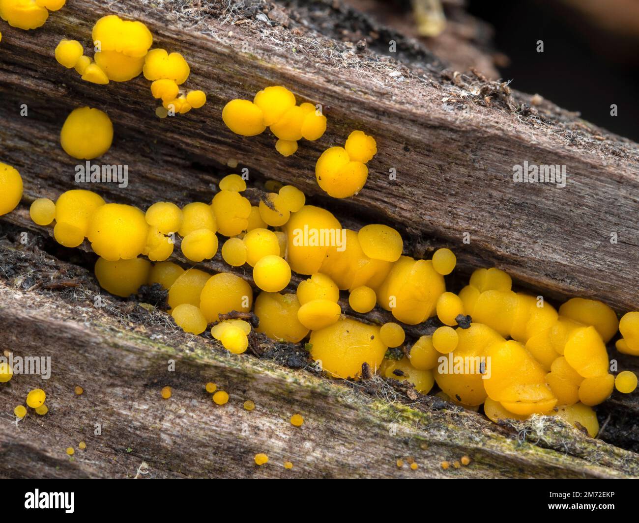 Very tiny, bright yellow fruiting bodies of the yellow fairy cups ...
