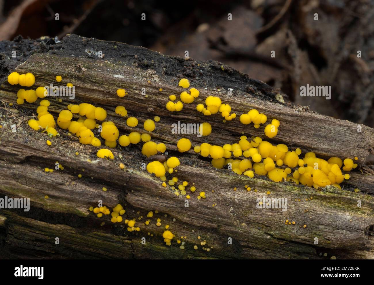 A piece of rotting log dotted with the bright yellow fruiting bodies of ...