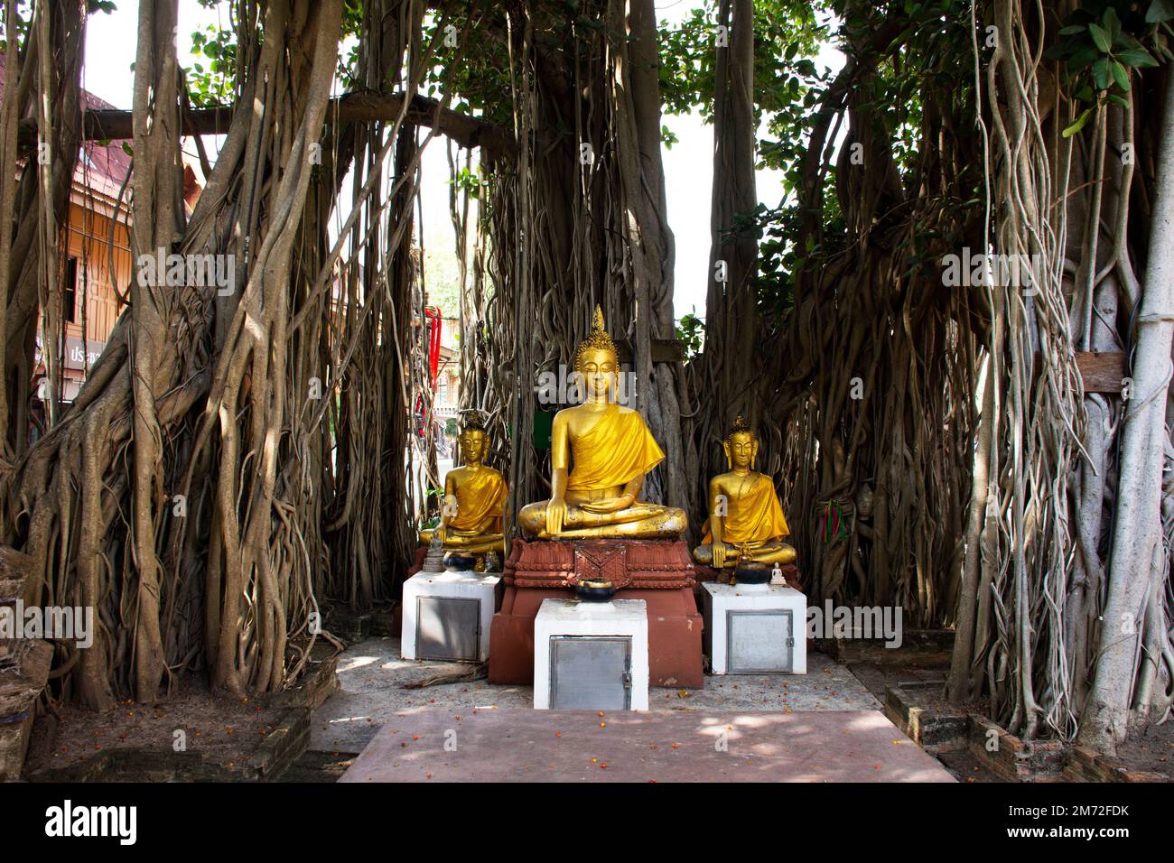 Ancient antique buddha statue under tree plant in garden park for thai ...