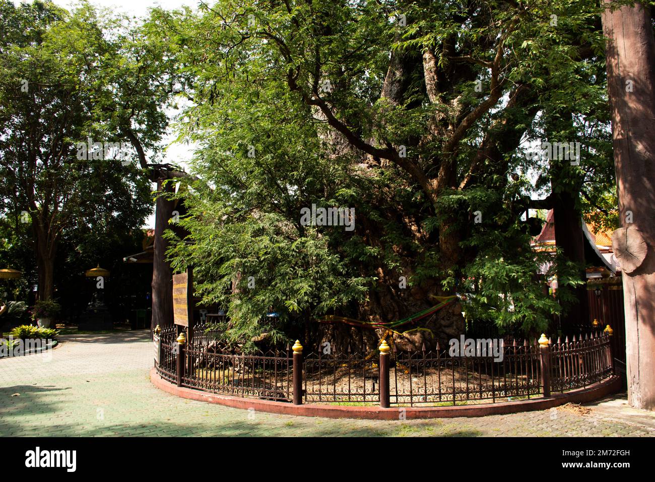 Giant large tamarine tree plant 1000 year old in Khum Khun Phaen garden ...