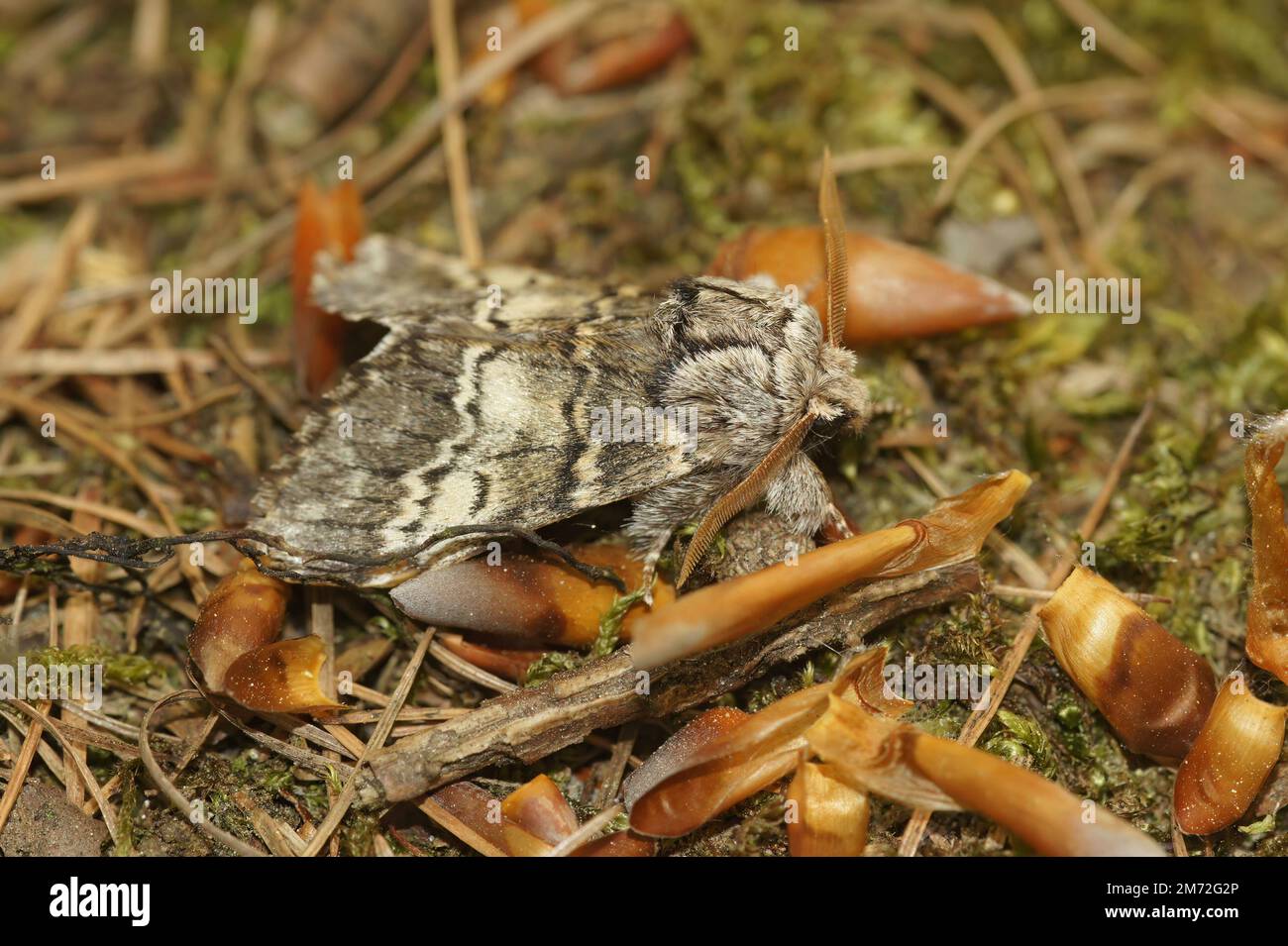 Natural closeup on white striped Drymonia ruficornis, the lunar marbled ...