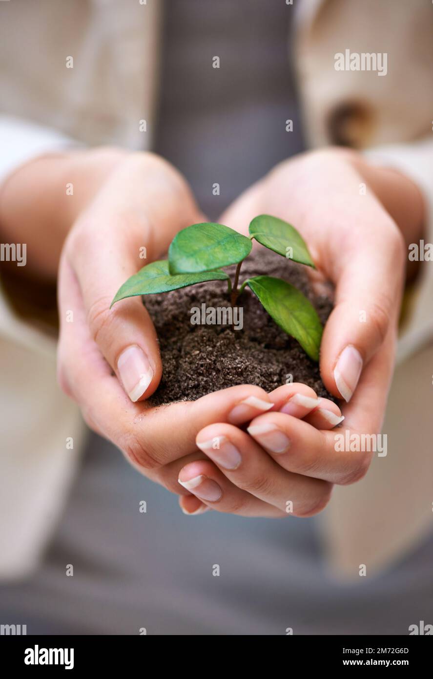 Budding business. a hands holding a budding plant Stock Photo - Alamy