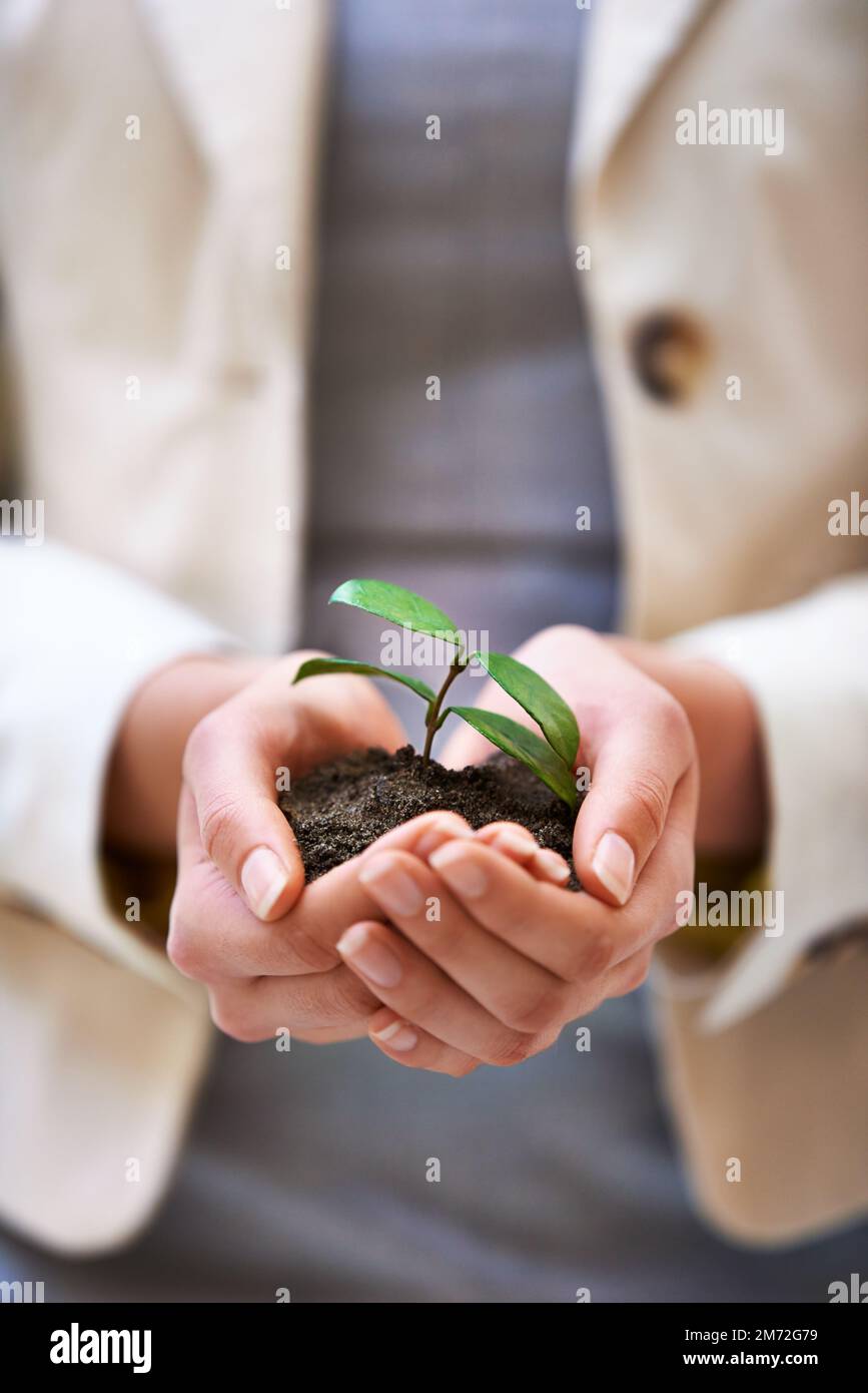 Building a business with strong roots. a businesswomans hands holding a ...