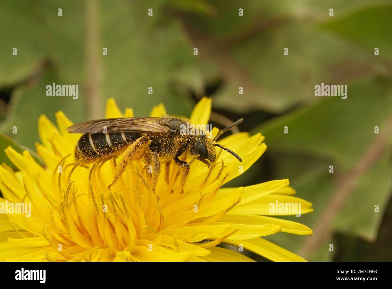 Natural closeup on an Orange legged furrow bee, Halictus rubicundus ...