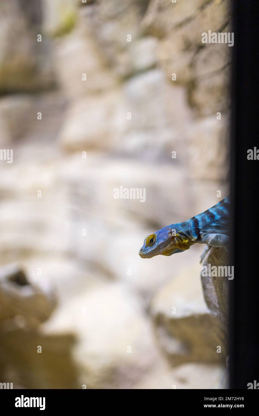 A selective focus of a Baja blue rock lizard on a stone in a zoo Stock ...