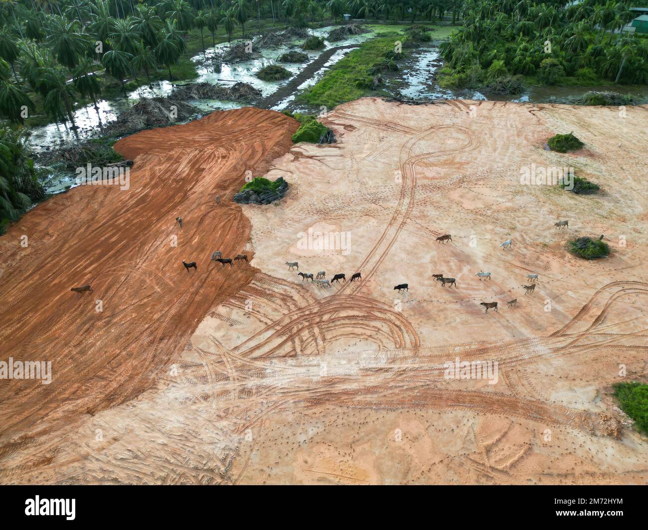 A bird's eye view of cattle grazing on an arid field surrounded by oil ...